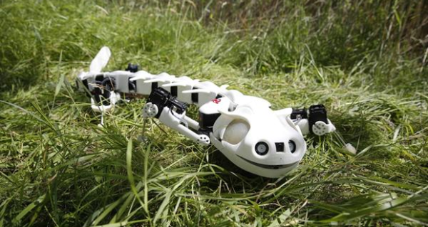 Pleurobot soll bei der Therapie von Querschnittsgelähmten helfen ...