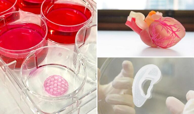 3D Printed Organs: The Top Viable Projects - 3Dnatives