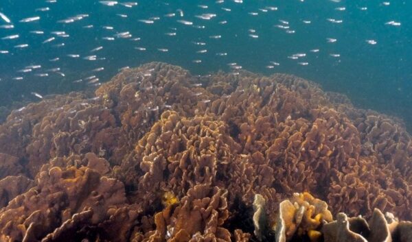 archiREEF on Saving Coral Reefs With 3D Printing - 3Dnatives