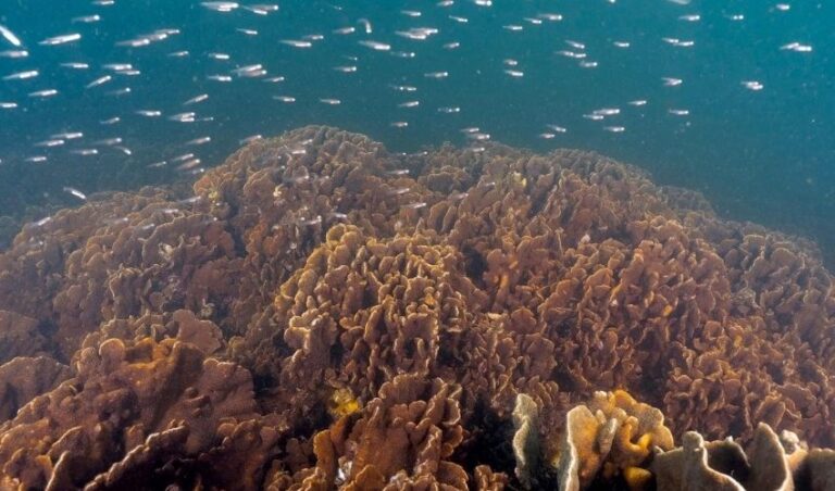 archiREEF on Saving Coral Reefs With 3D Printing - 3Dnatives