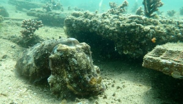 archiREEF on Saving Coral Reefs With 3D Printing - 3Dnatives