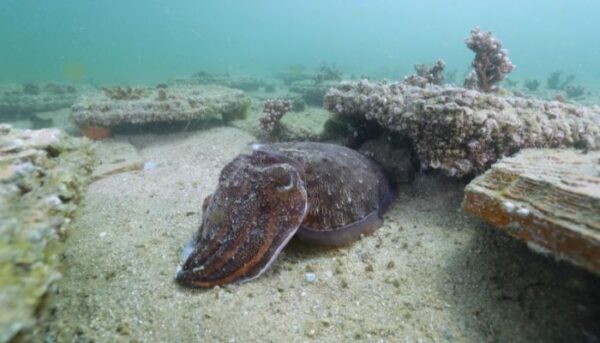 archiREEF on Saving Coral Reefs With 3D Printing - 3Dnatives