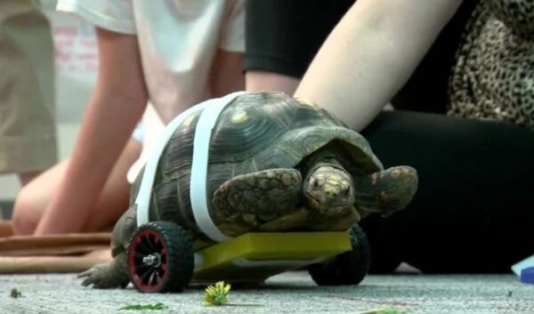3D Printed Wheel System Makes Life Easier for Shelly the Turtle - 3Dnatives
