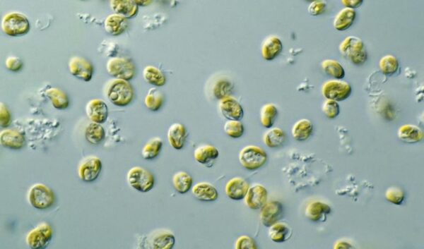 Algae and Light: The Green Ink Revolutionizing Cultured Meat - 3Dnatives