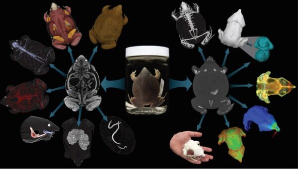 UC Berkeley Paves Way for Digitizing Vertebrate Collections With oVert ...