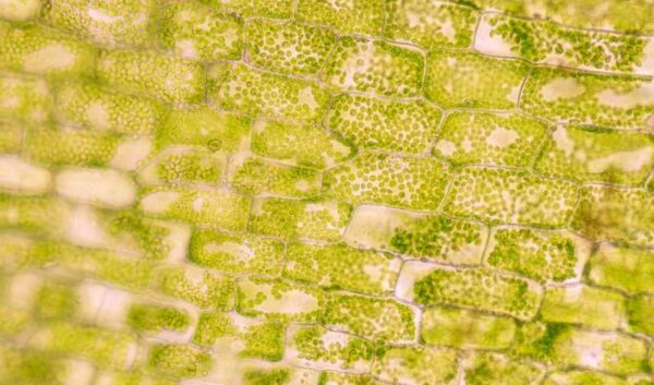 Researchers Unveil Breakthrough 3D Bioprinting Method Using Plant Cells ...