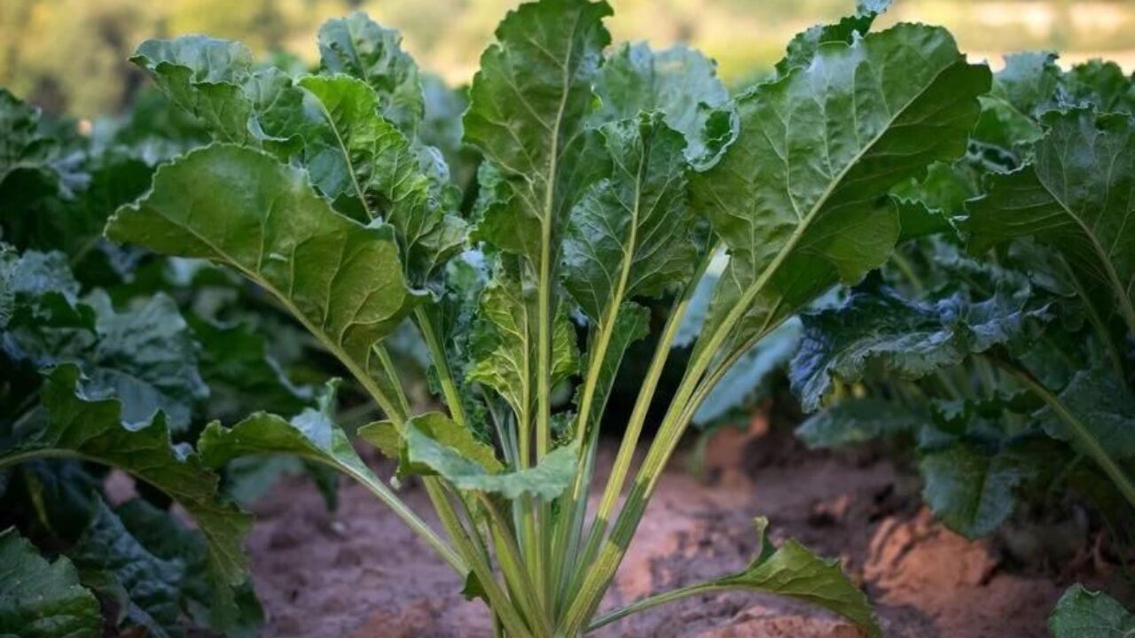 Beet Plant Growing Ornamental Edible Beets (Beta Vulgaris)