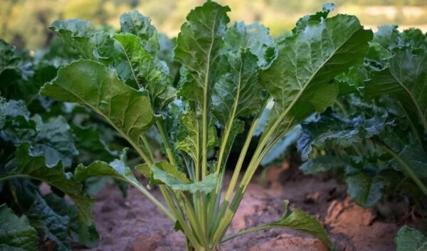 3D Printed Beets: A New Tool for Plant Phenotyping - 3Dnatives