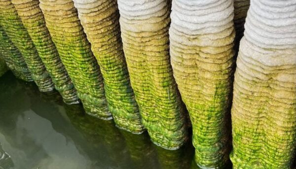 The Role of 3D Printing in Ocean Conservation - 3Dnatives