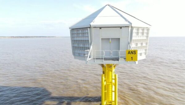 3D Printed Decoy Encourages Nesting of Endangered Seabird - 3Dnatives