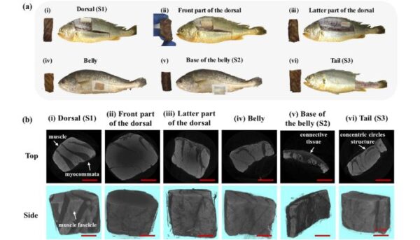 3D Printed Fish Tissue Successfully Created in China - 3Dnatives