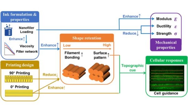 New Research on 3D Printed Bioactive Bone Implants Reveals Promising ...