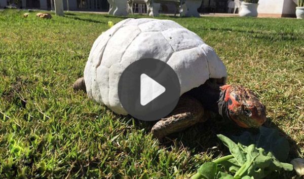 TOP 5 VIDEOS: A 3D printed shell for a tortoise... - 3Dnatives