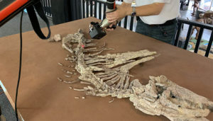 Replicating rare prehistoric fossils through 3D scanning - 3Dnatives
