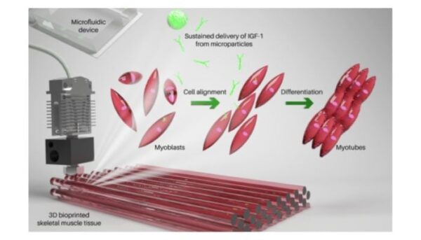 Investigadores imprimen con éxito tejidos musculares en 3D - 3Dnatives