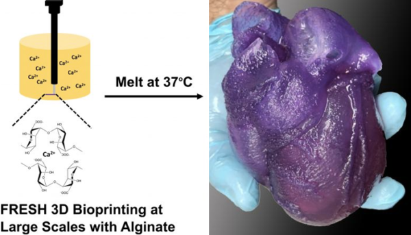Un modelo de corazón humano bioimpreso en 3D con materiales similares ...