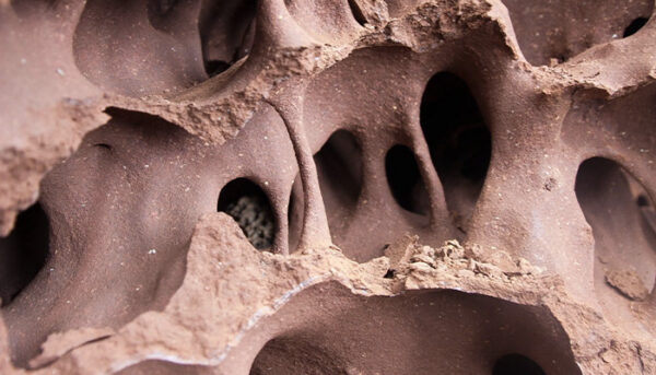 Les termites pourraient-elles rendre les bâtiments imprimés en 3D moins ...