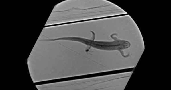 Pleurobot, la salamandre imprimée en 3D - 3Dnatives